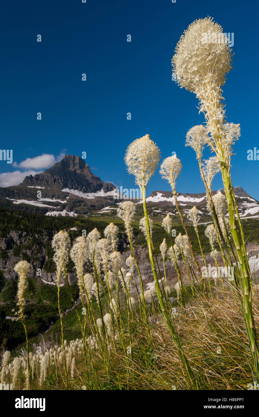 Bear Grass (Xerophyllum tenax), Mount Reynolds, Glacier National Park ...