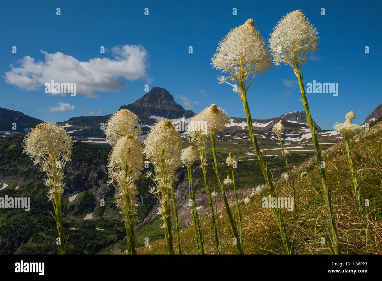 Bear Grass (Xerophyllum tenax), Mount Reynolds, Glacier National Park ...