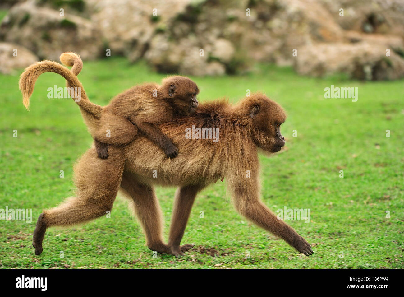 Gelada Baboon (Theropithecus gelada) mother carrying young, Simien ...