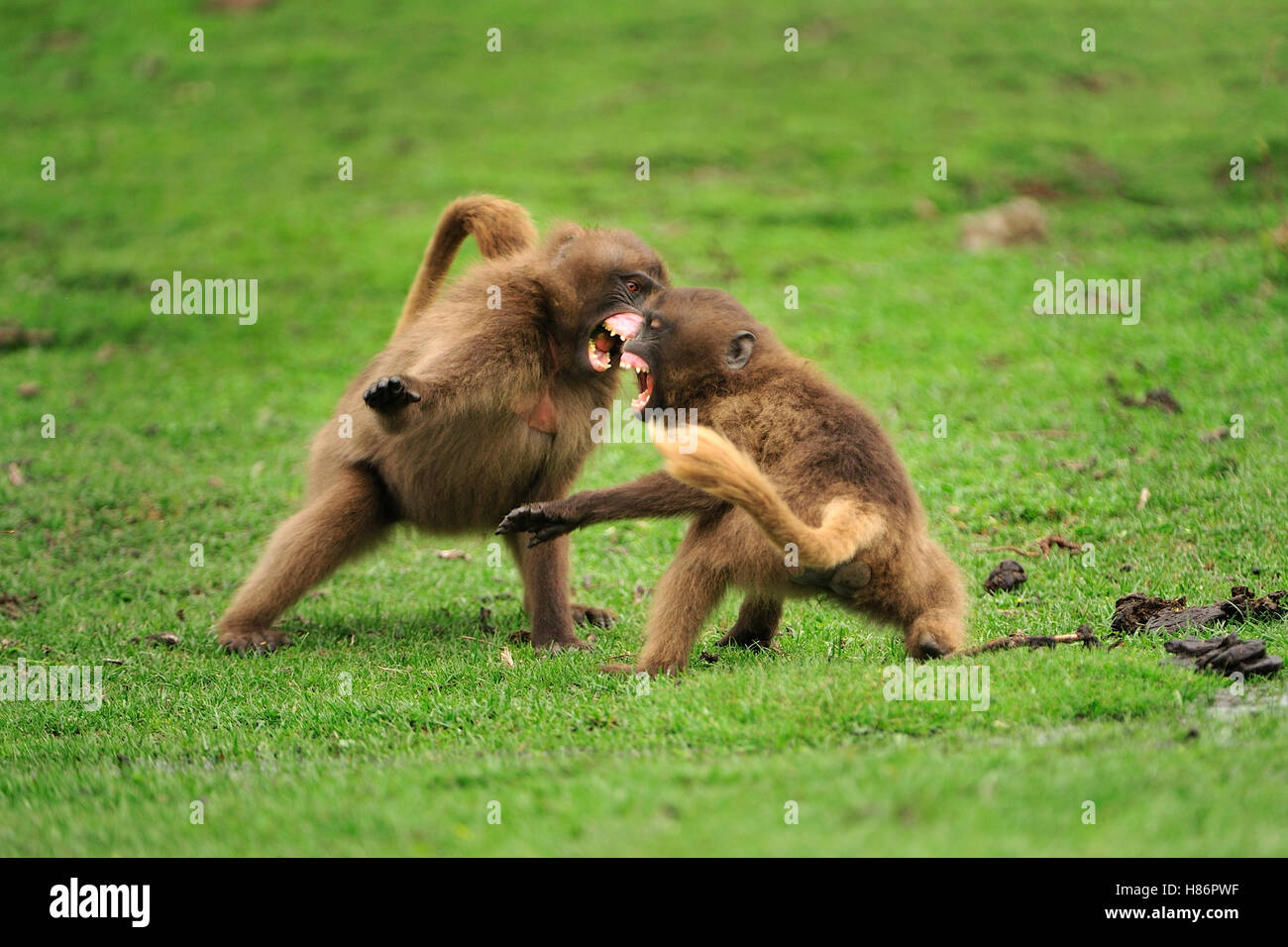 Gelada Baboon (Theropithecus gelada) juveniles play-fighting, Simien ...