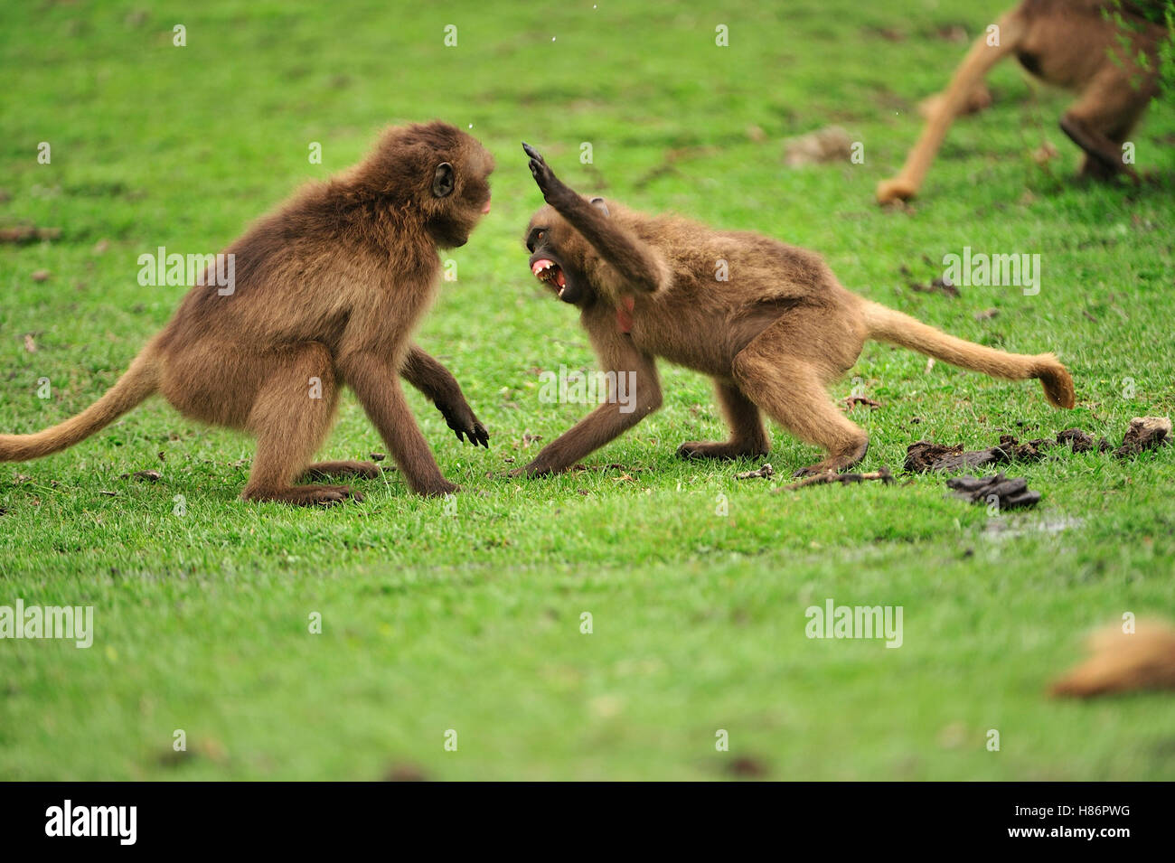 Gelada Baboon (Theropithecus gelada) juveniles play-fighting, Simien ...