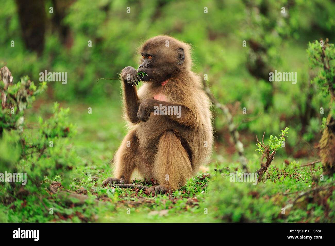 Gelada Baboon (Theropithecus gelada) juvenile feeding, Simien Mountains ...