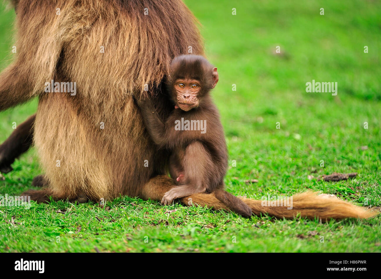 Gelada Baboon (Theropithecus gelada) mother and young, Simien Mountains ...