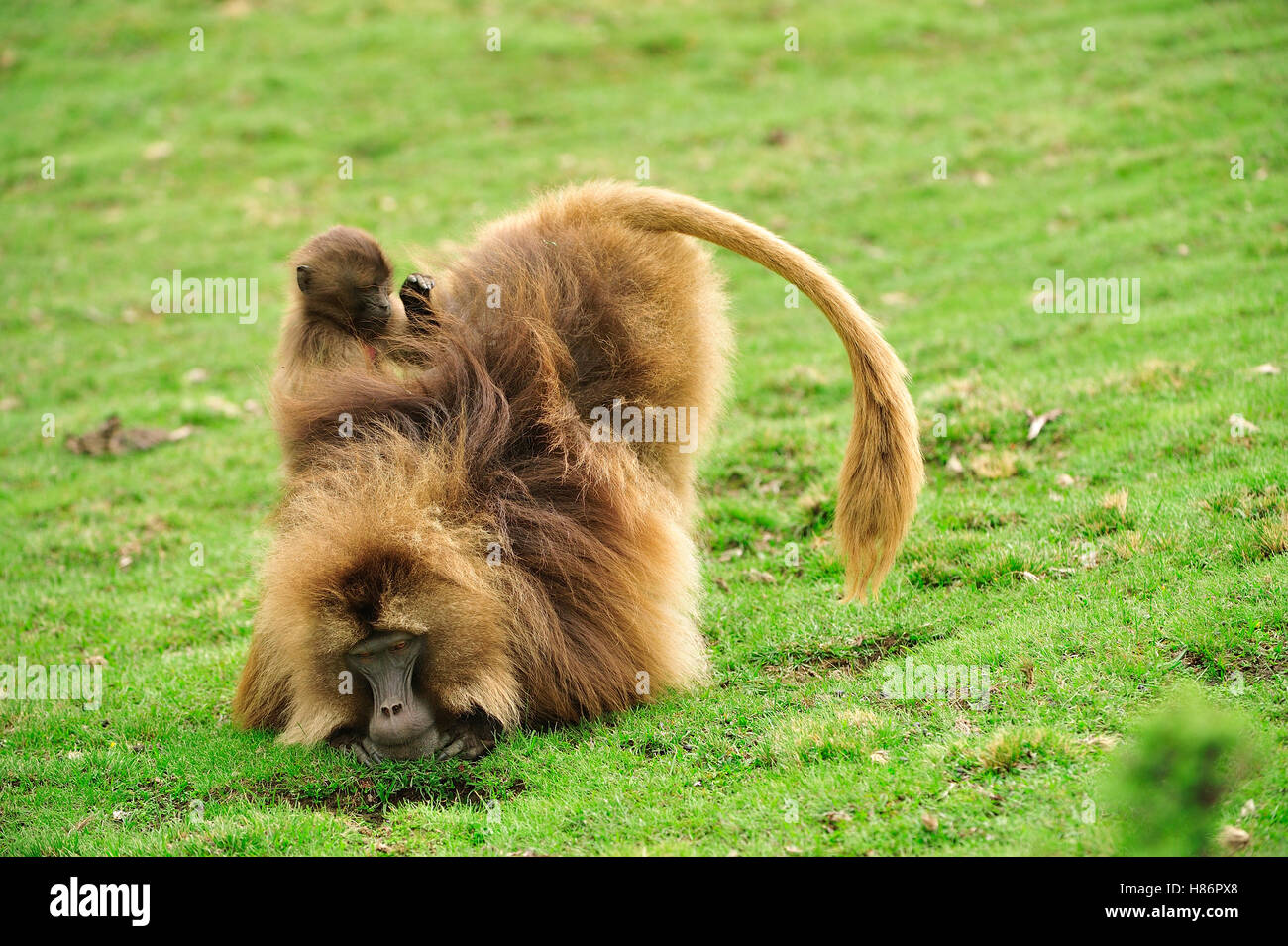 Gelada Baboon (Theropithecus gelada) young grooming mother, Simien ...
