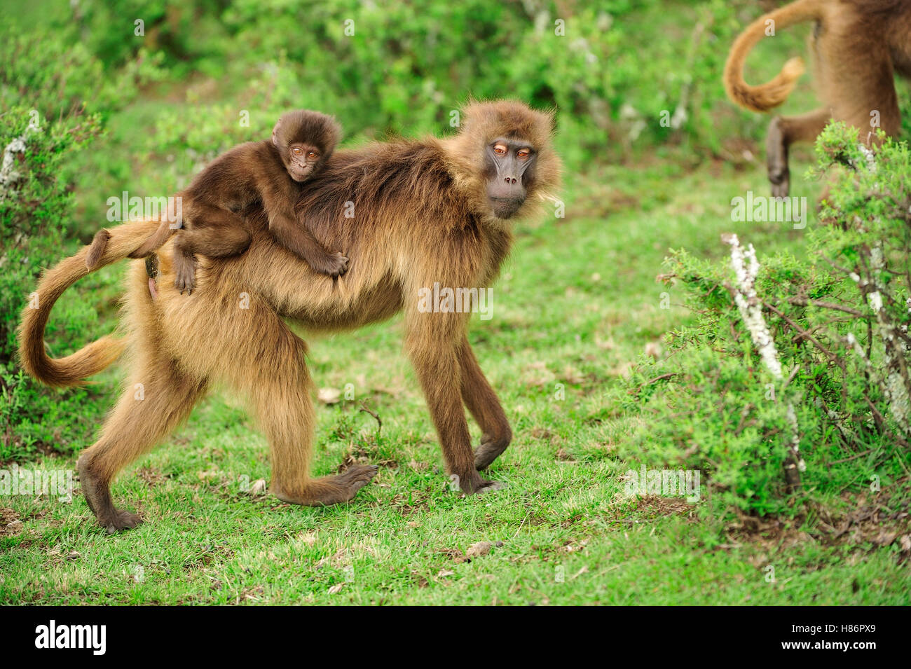 Gelada Baboon (Theropithecus gelada) mother and young, Simien Mountains ...