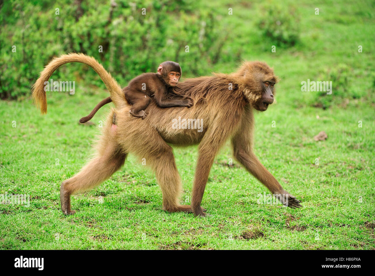 Gelada Baboon (Theropithecus gelada) mother carrying young, Simien ...