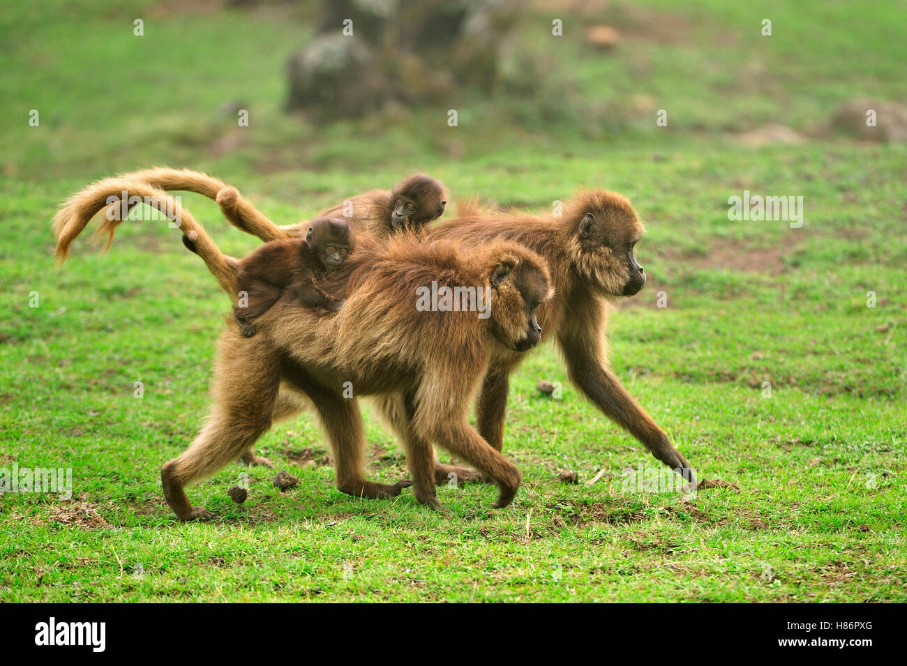 Gelada Baboon (Theropithecus gelada) mothers carrying young, Simien ...