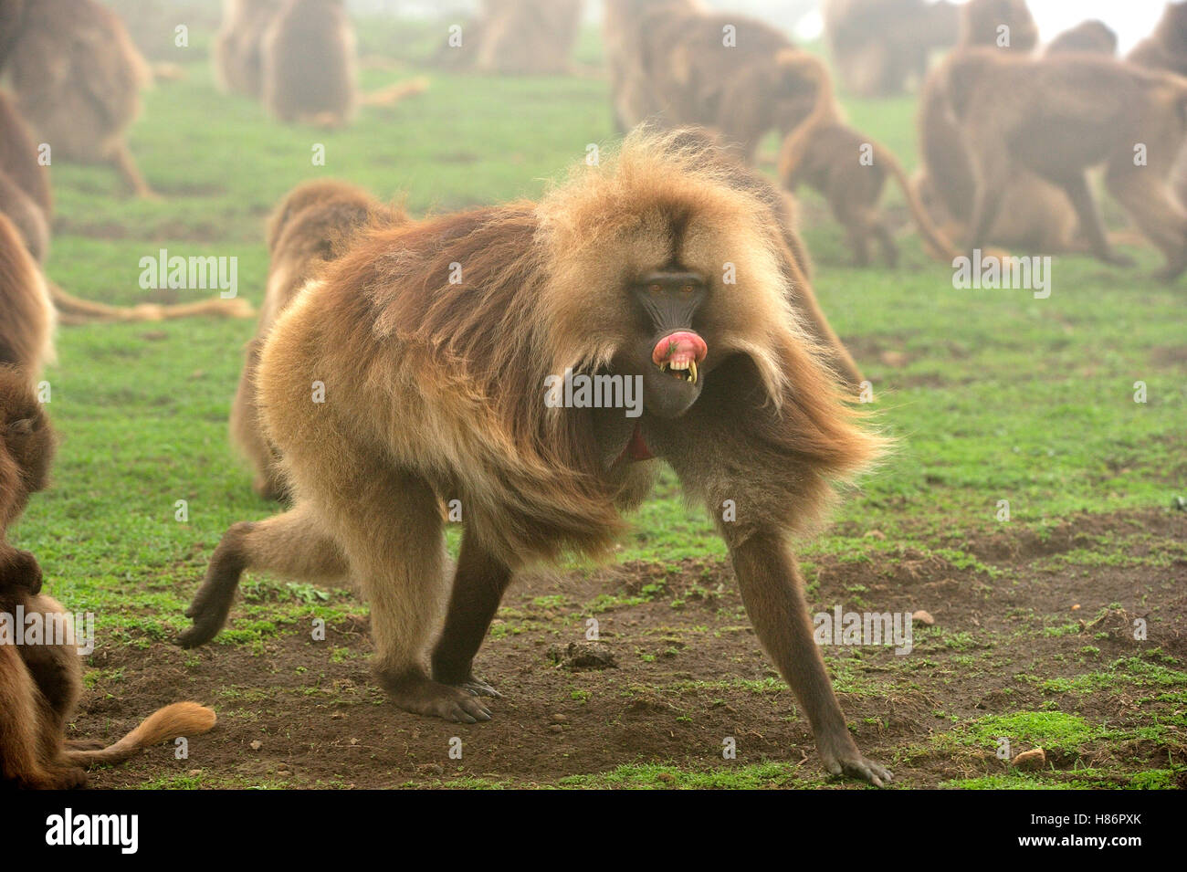 Gelada Baboon (Theropithecus gelada) male displaying, Simien Mountains ... Gelada Baboon (Theropithecus gelada) male displaying, Simien Mountains ...