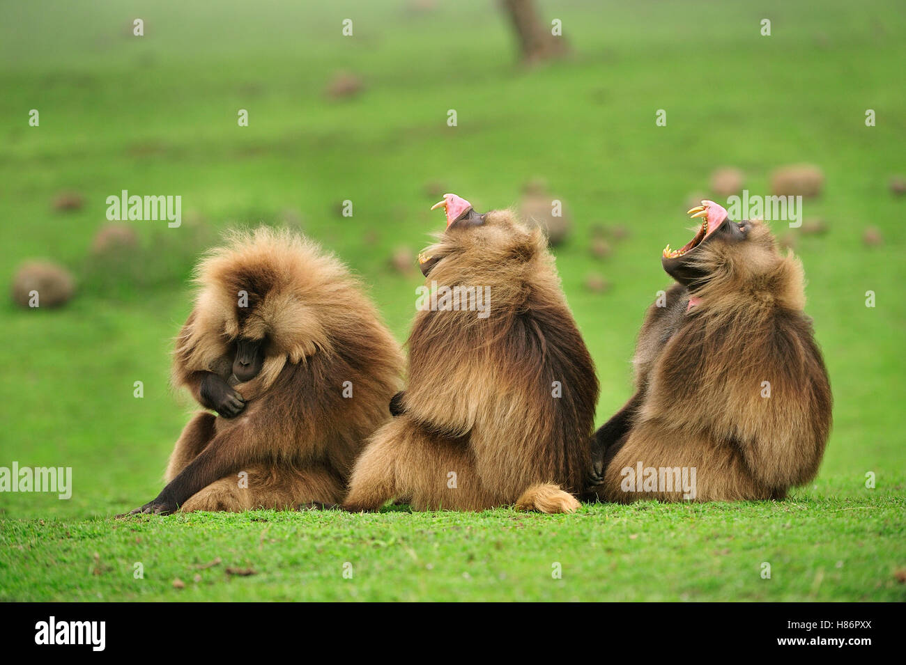 Gelada Baboon (Theropithecus gelada) males displaying, Simien Mountains ...