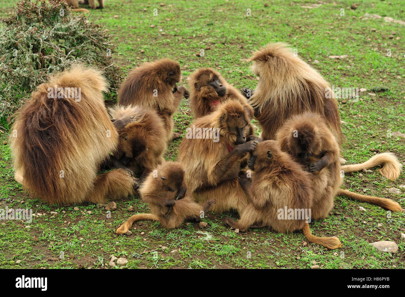 Gelada Baboon (Theropithecus gelada) group grooming, Simien Mountains ...