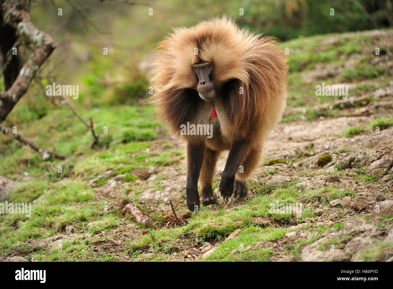 Gelada Baboon (Theropithecus gelada) male running, Simien Mountains ...