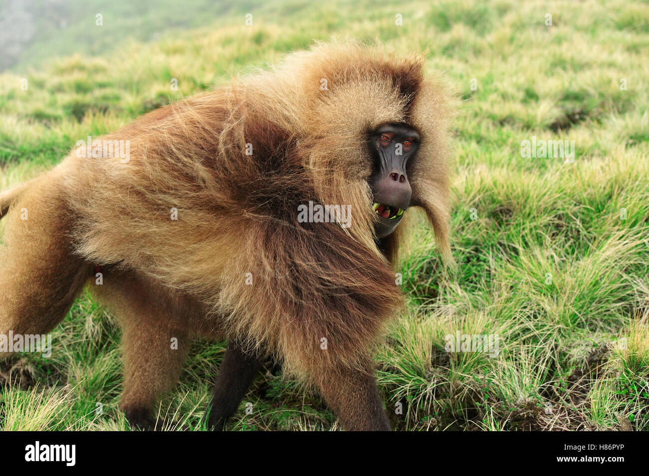 Gelada Baboon (Theropithecus gelada) male displaying, Simien Mountains ...