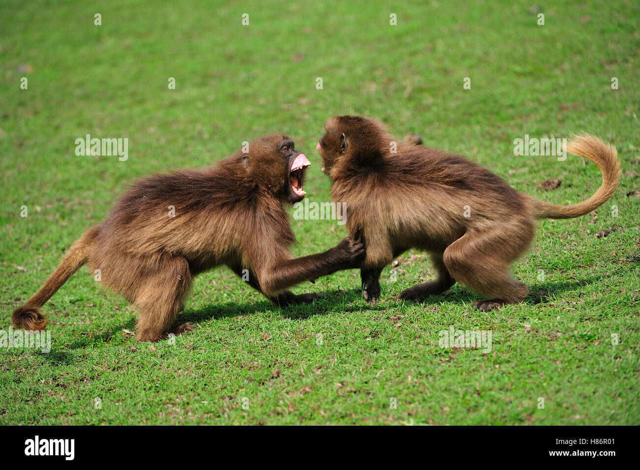 Gelada Baboon (Theropithecus gelada) juveniles fighting, Simien ...