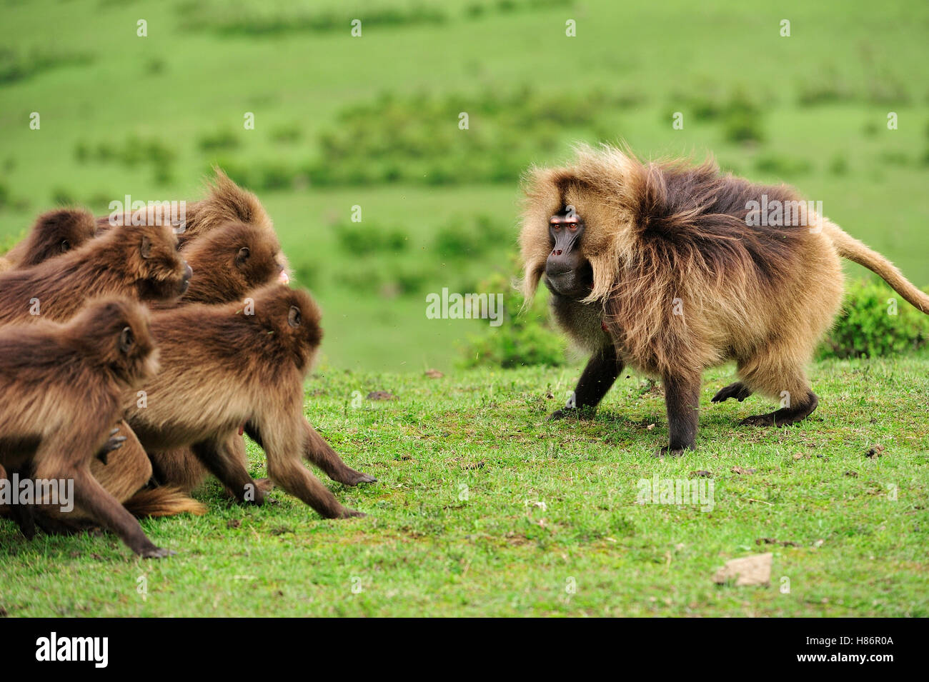 Gelada Baboon (Theropithecus gelada) group in territorial fight with ...