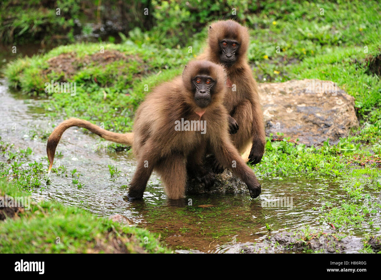 Gelada Baboon (Theropithecus gelada) pair in water, Simien Mountains ...