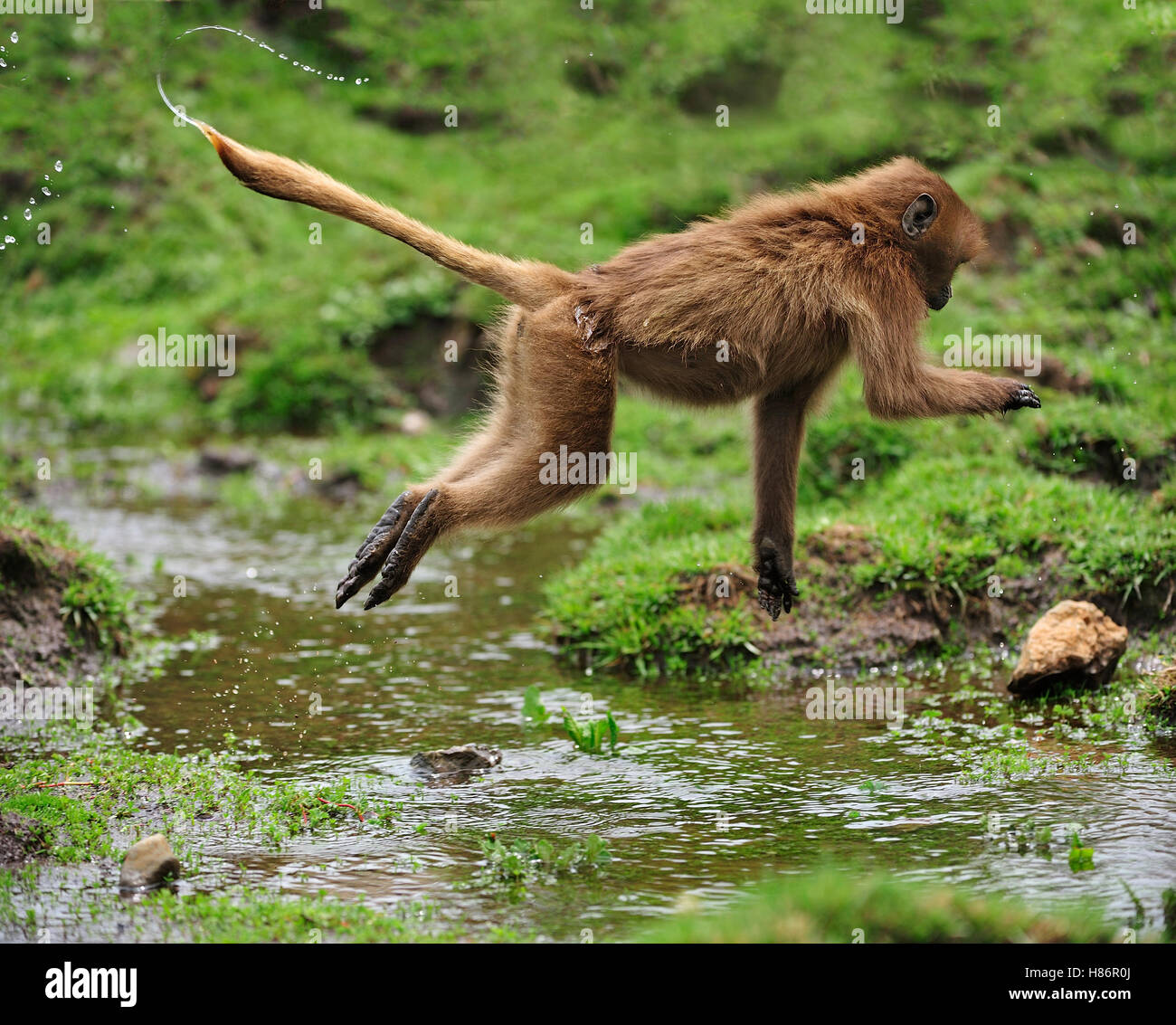 Gelada Baboon (Theropithecus gelada) jumping over water, Simien ...