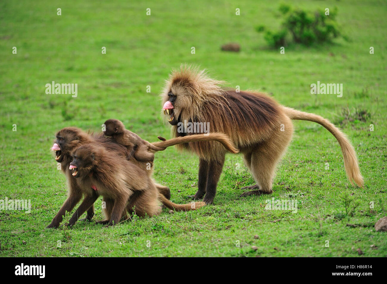 Gelada Baboon (Theropithecus gelada) group in territoral fight, Simien ...