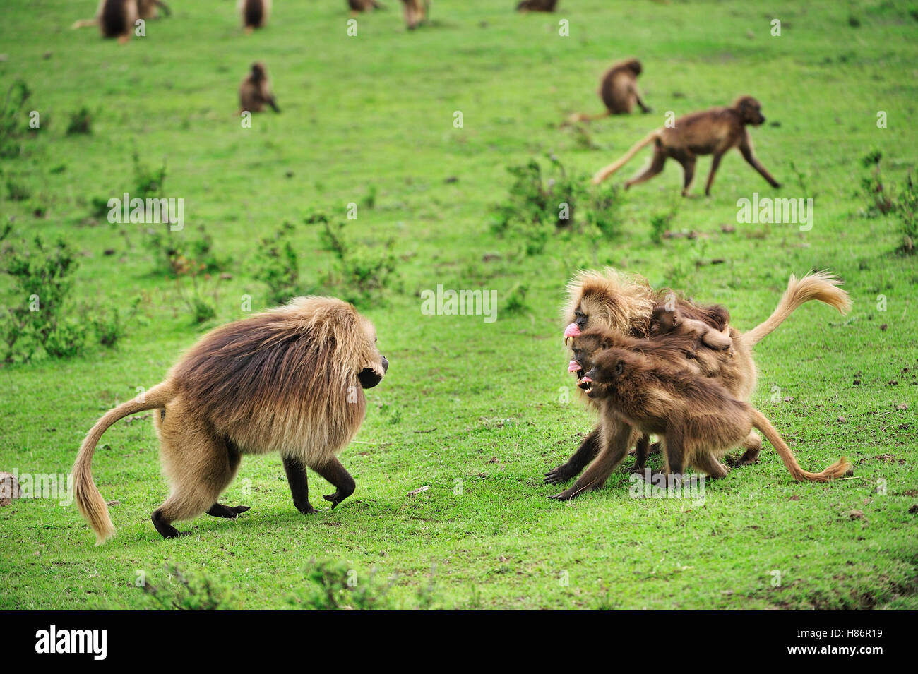 Gelada Baboon (Theropithecus gelada) group in territoral fight, Simien ...
