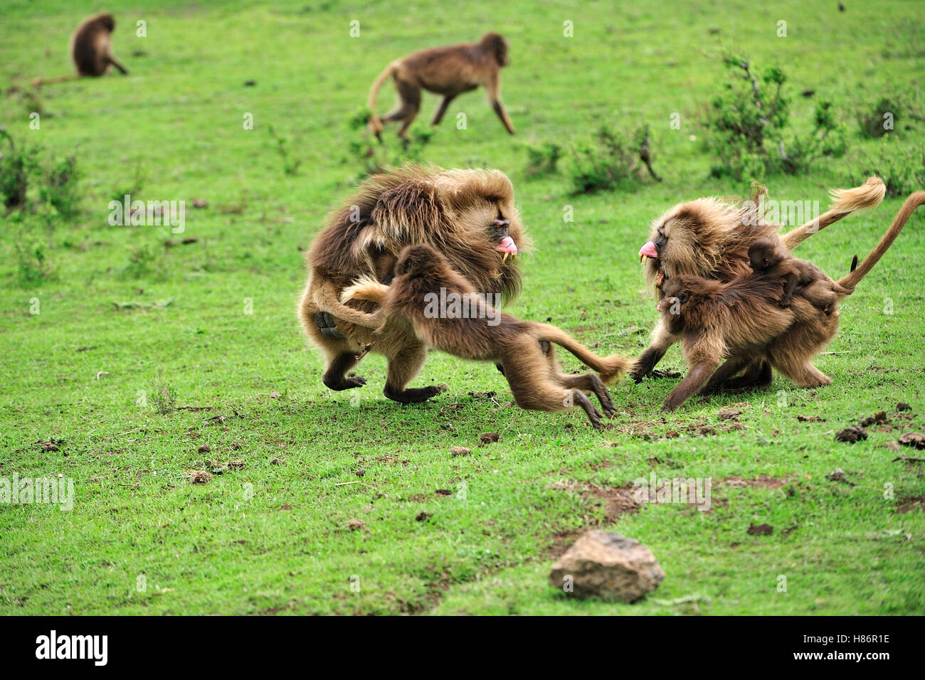 Gelada Baboon (Theropithecus gelada) group in territoral fight, Simien ...