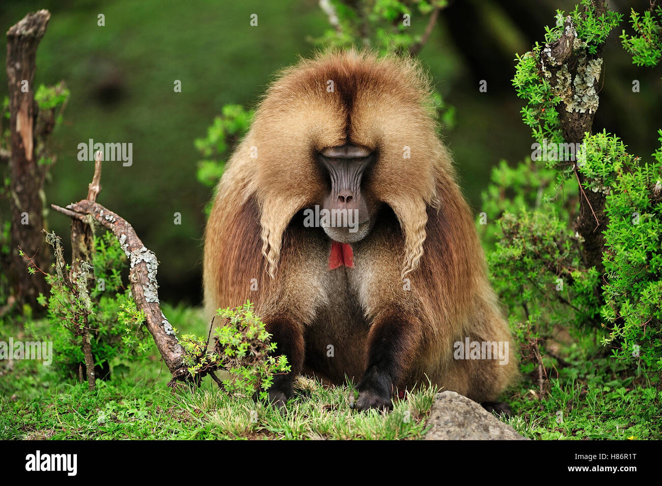 Gelada Baboon (Theropithecus gelada) male foraging, Simien Mountains ...