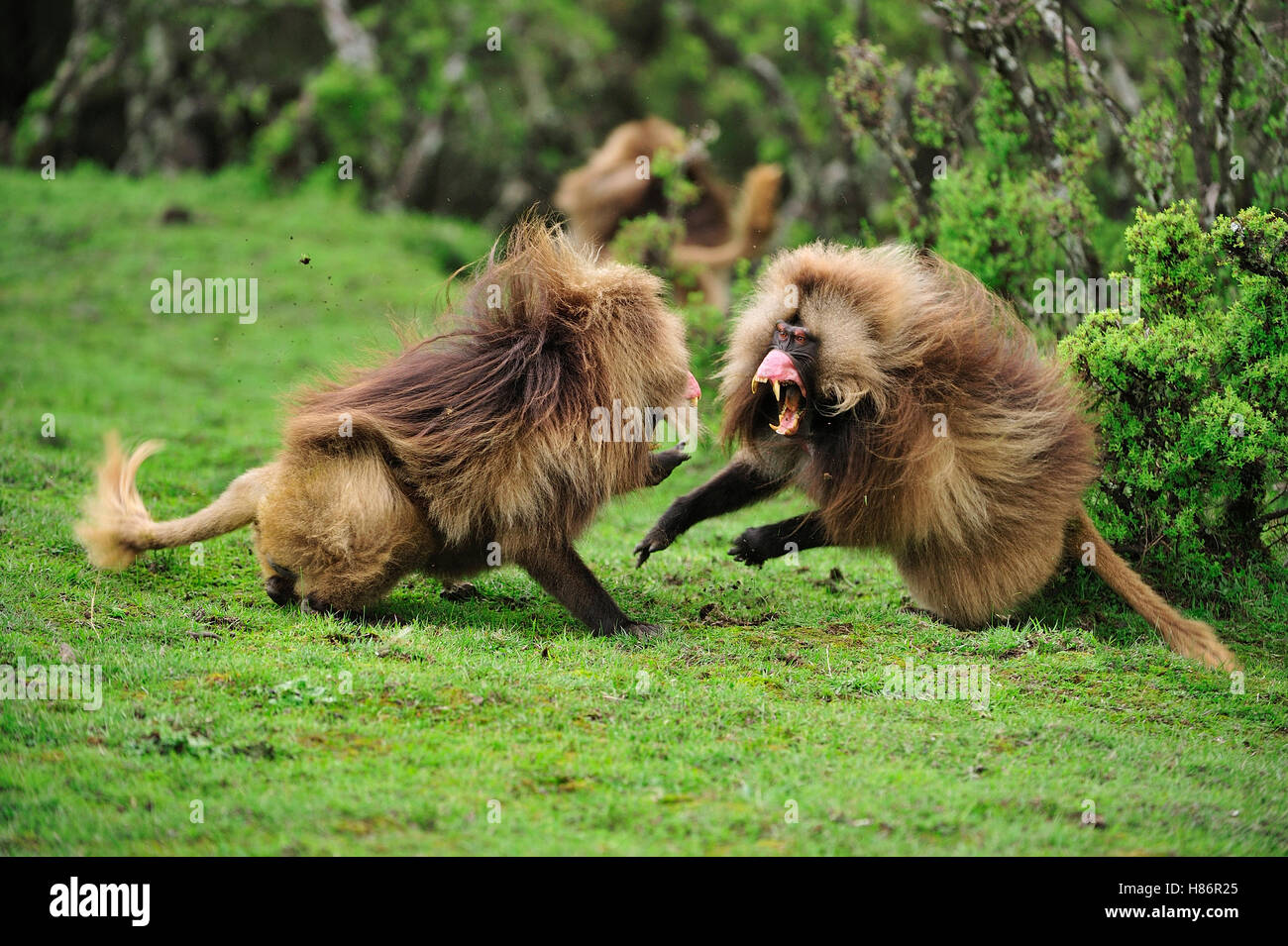 Gelada Baboon (Theropithecus gelada) males fighting, Simien Mountains ...