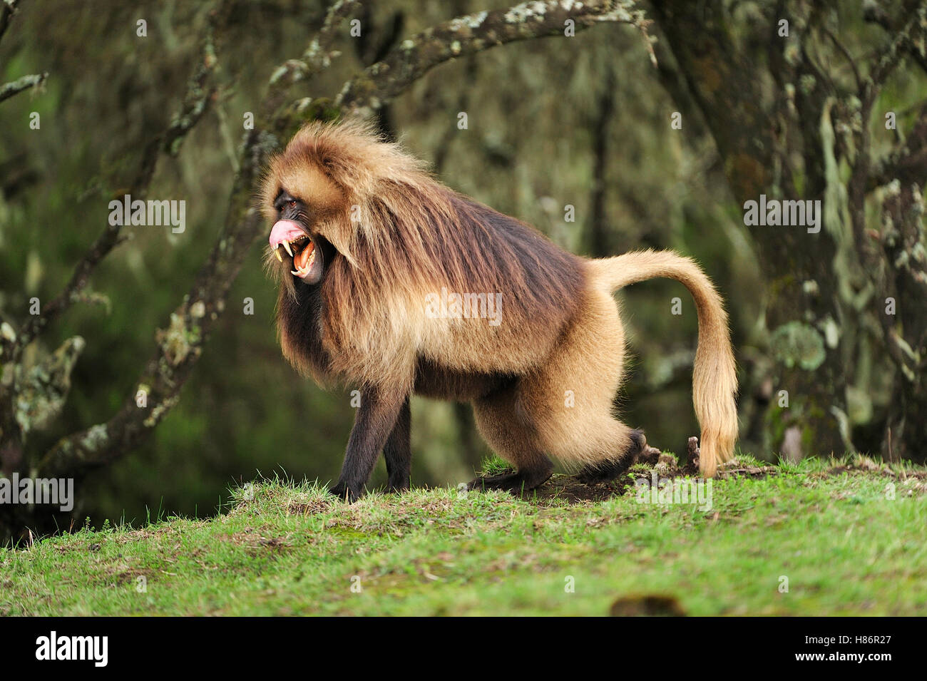 Gelada Baboon (Theropithecus gelada) male in defensive display, Simien ...