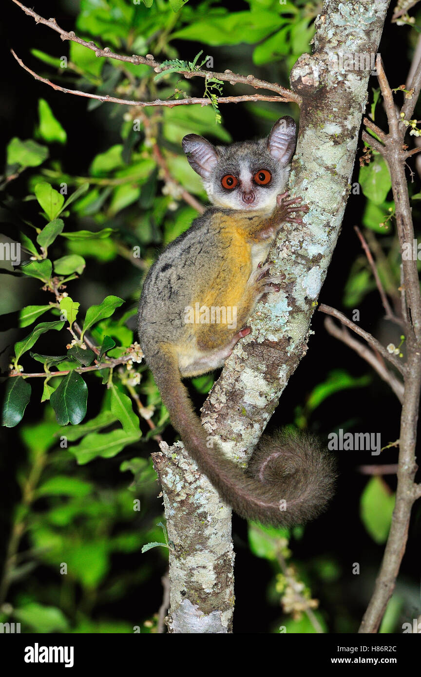 Lesser Bush Baby (Galago senegalensis) at night, Mount Kenya National ...