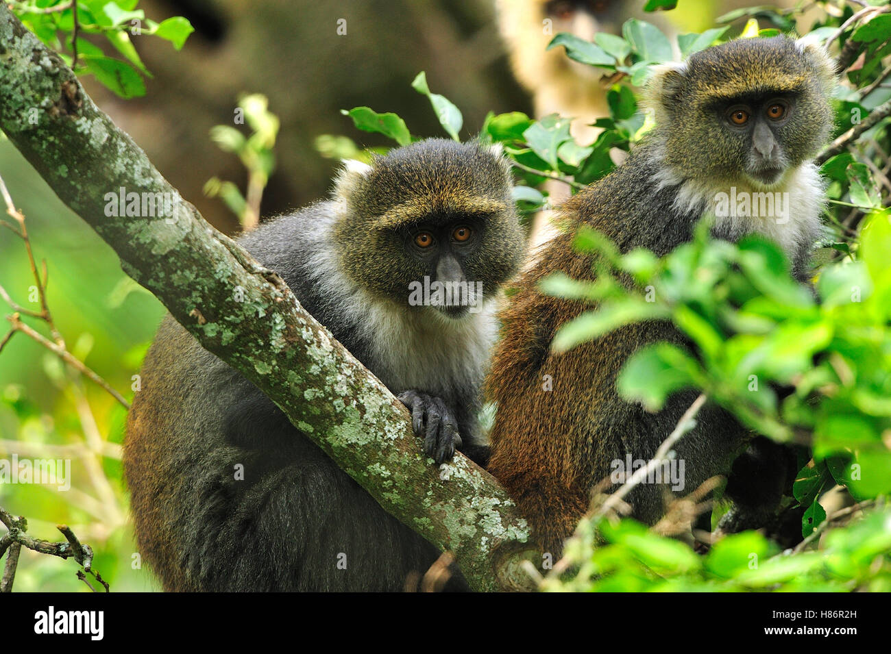 Sykes Monkey (Cercopithecus albogularis) pair, Mount Kenya National ...