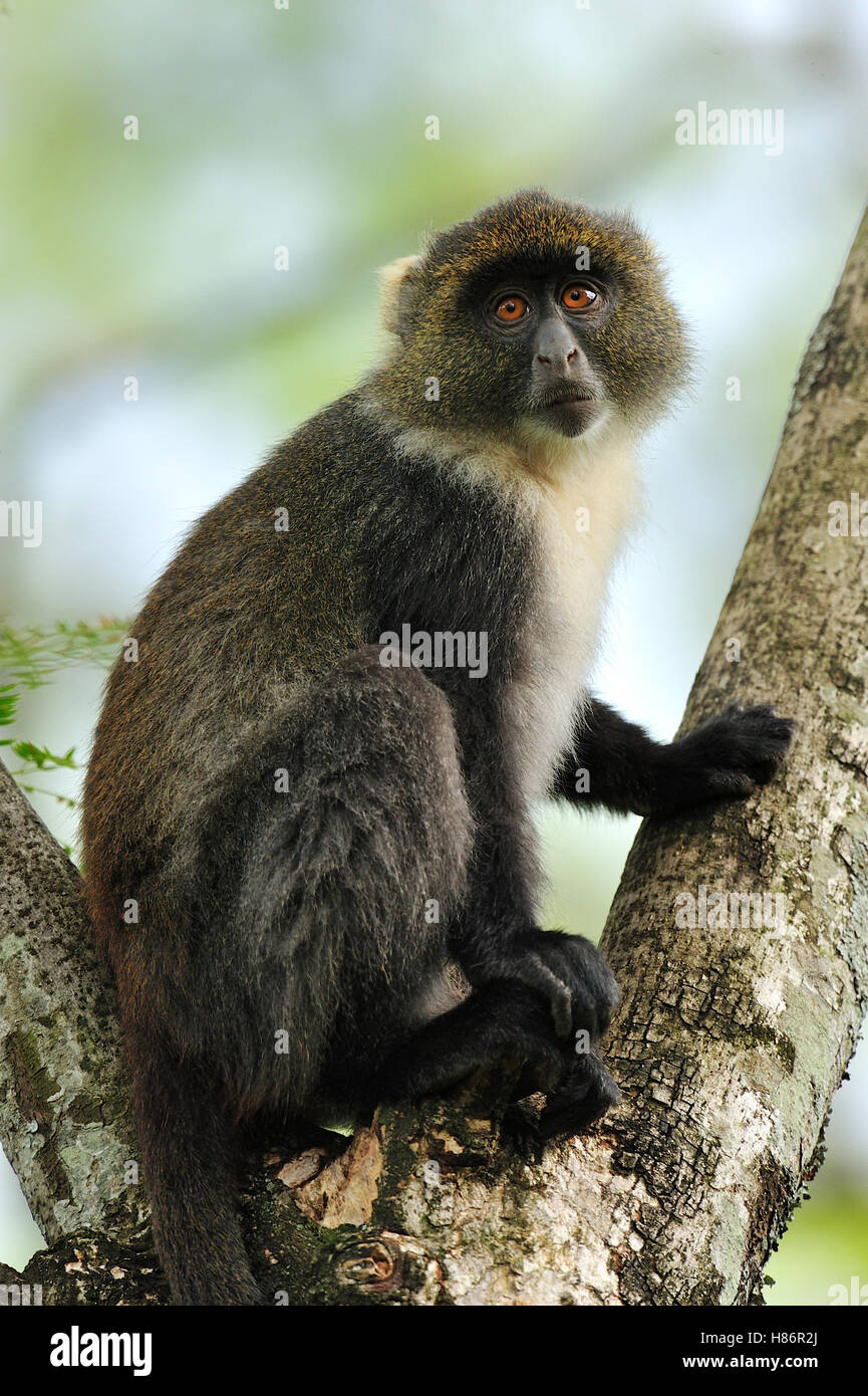 Sykes Monkey (Cercopithecus albogularis), Mount Kenya National Park ...
