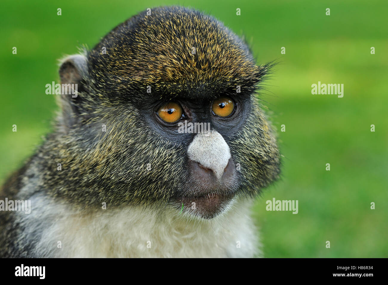 Sykes Monkey (Cercopithecus albogularis) and Red-tail Monkey ...