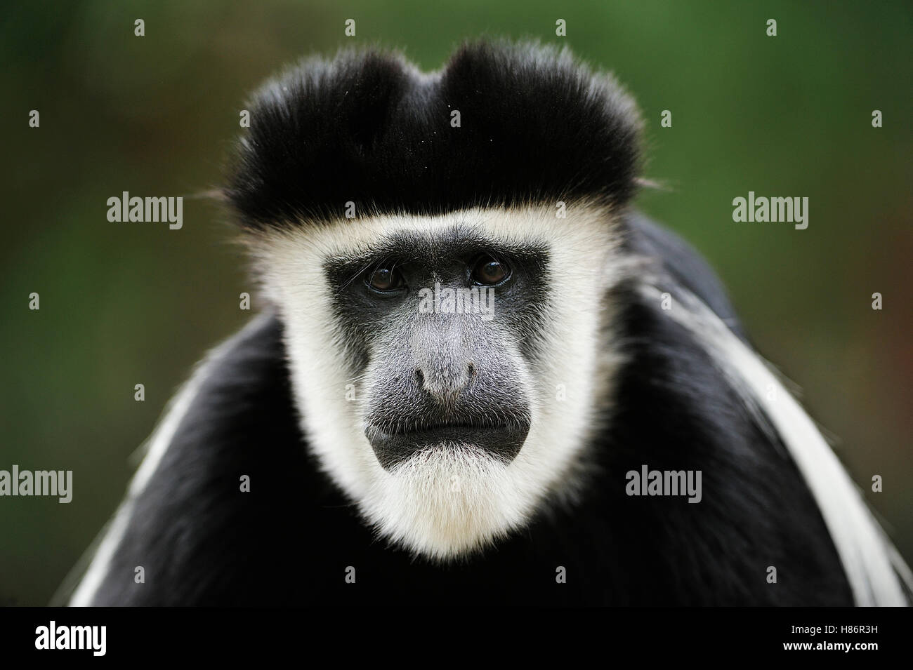 Mantled Colobus (Colobus guereza), Mount Kenya National Park, Kenya ...