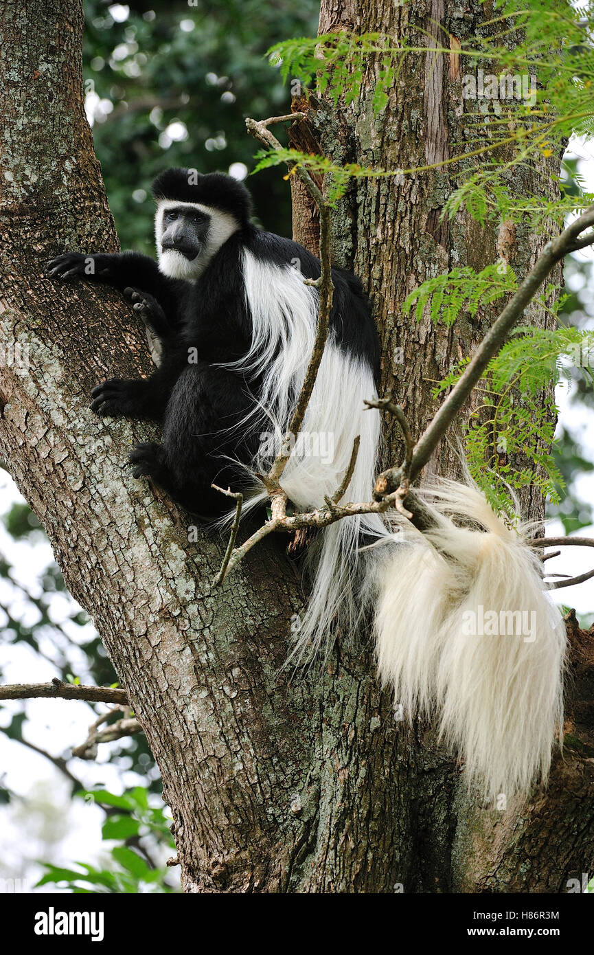 Mantled Colobus (Colobus guereza), Mount Kenya National Park, Kenya ...