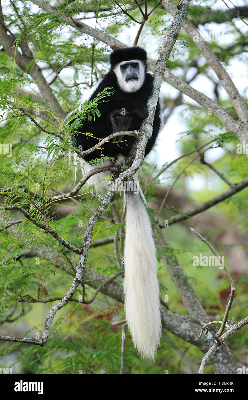 Mantled Colobus (Colobus guereza), Mount Kenya National Park, Kenya ...