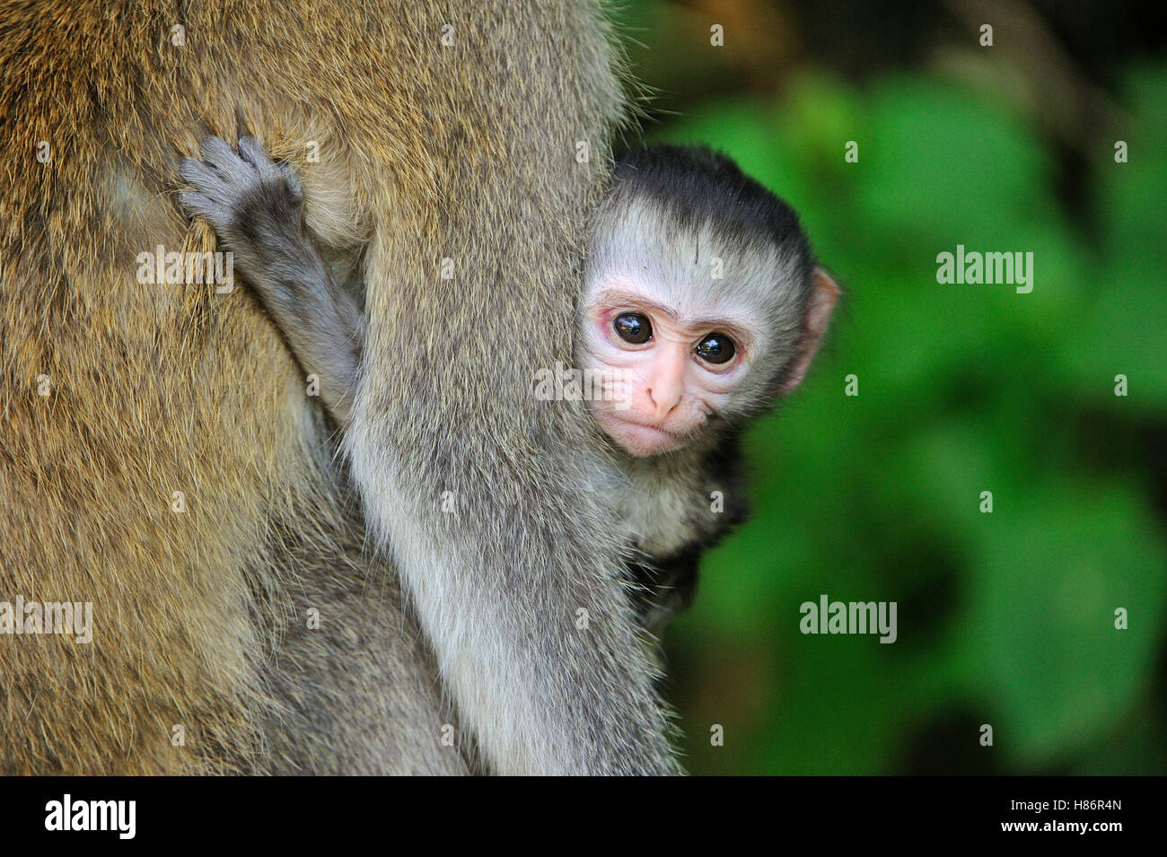 Vervet Monkey (Chlorocebus pygerythrus) young, Masai Mara, Kenya Stock ...