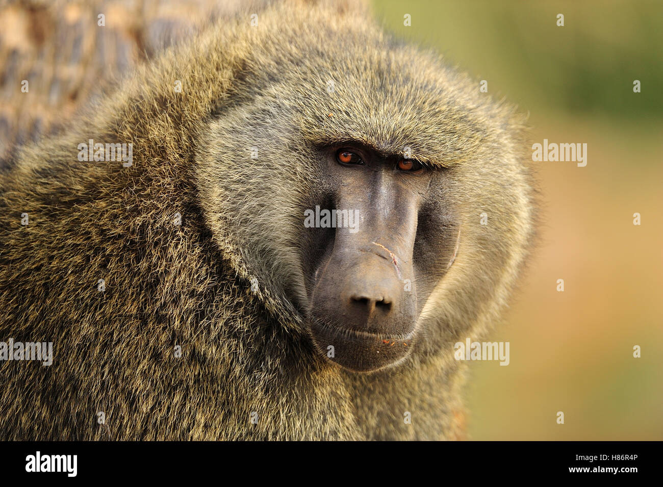 Olive Baboon (Papio anubis), Samburu National Park, Kenya Stock Photo ...