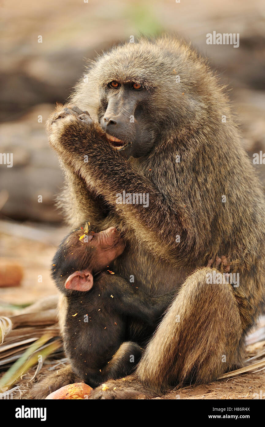 Olive Baboon (Papio anubis) mother feeding on fruit with nursing young ...
