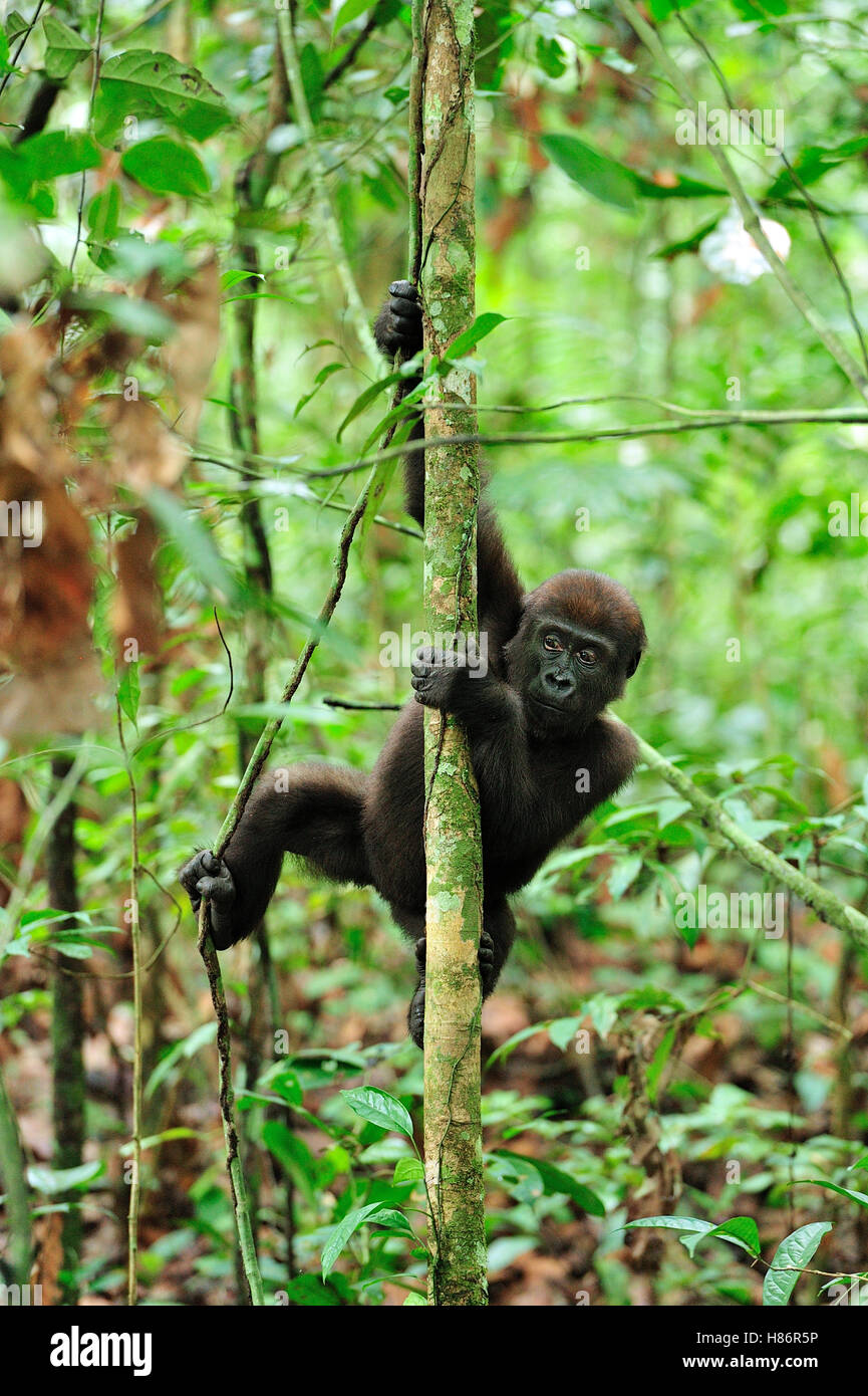 Western Lowland Gorilla (Gorilla gorilla gorilla) young climbing tree ...