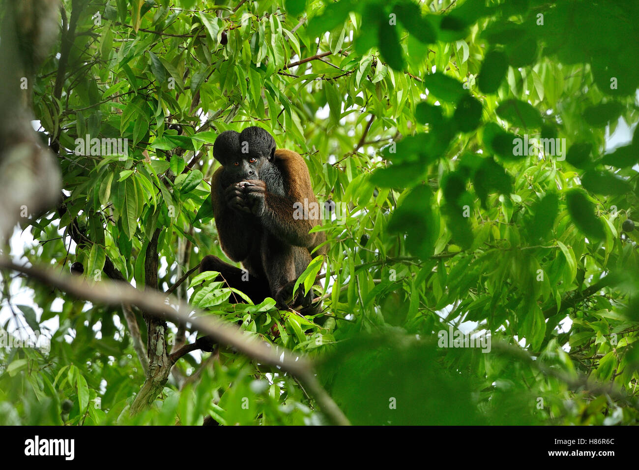 Red-backed Bearded Saki (Chiropotes chiropotes) feeding on fruit, Rewa ...
