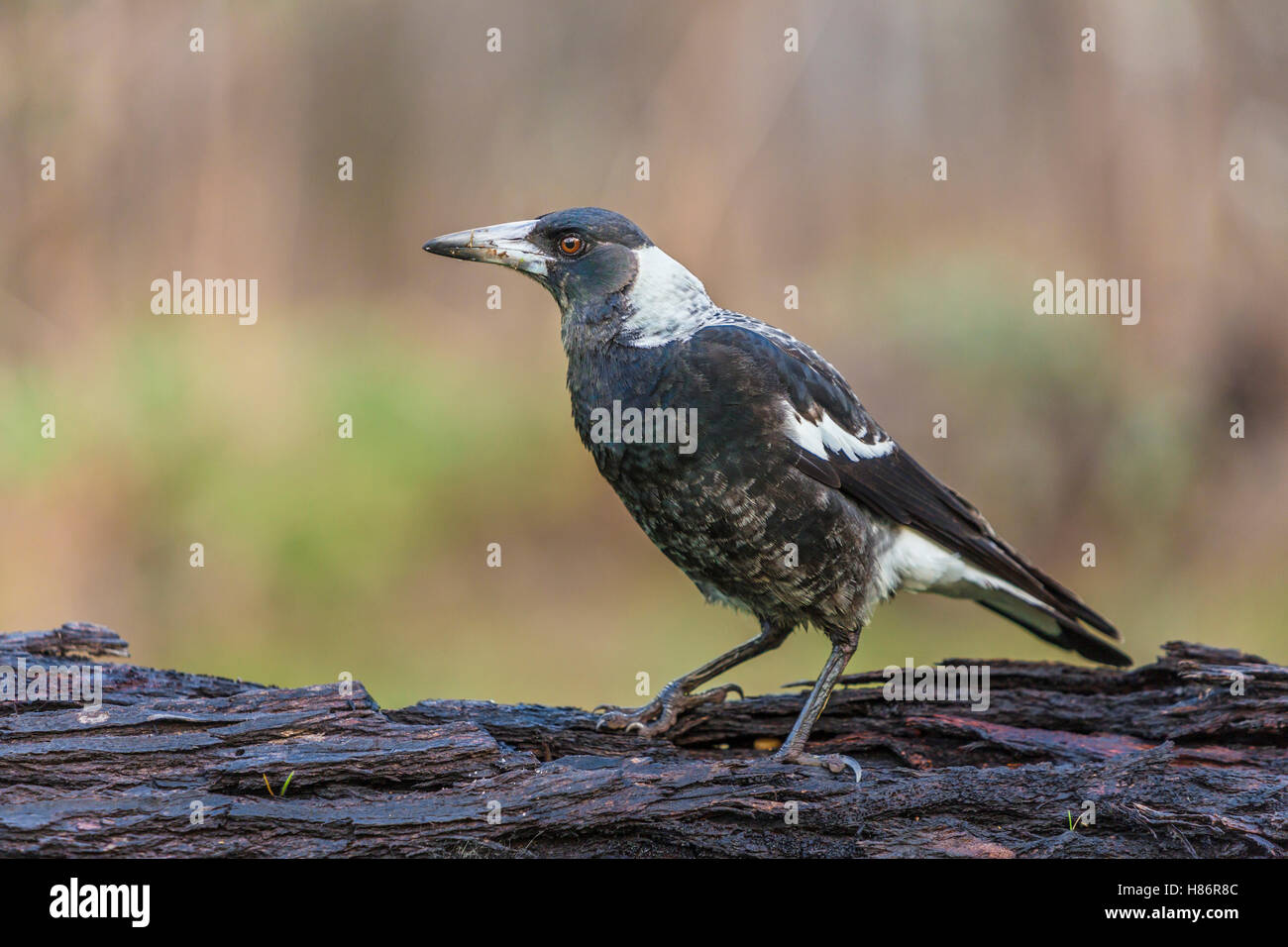 Australian Magpie (Gymnorhina tibicen), Australia Stock Photo - Alamy