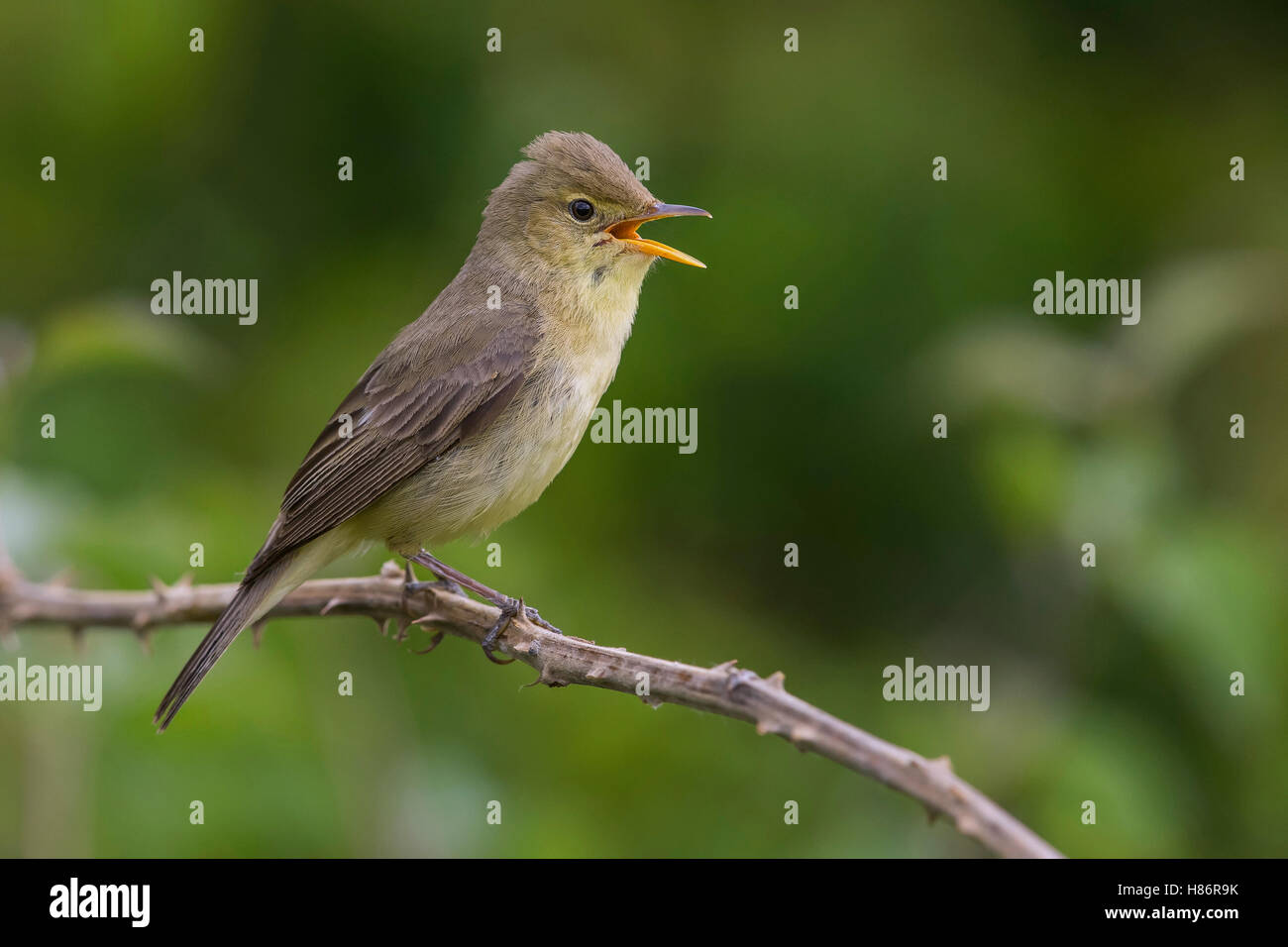 Melodious Warbler (Hippolais polyglotta) calling, Italy Stock Photo - Alamy