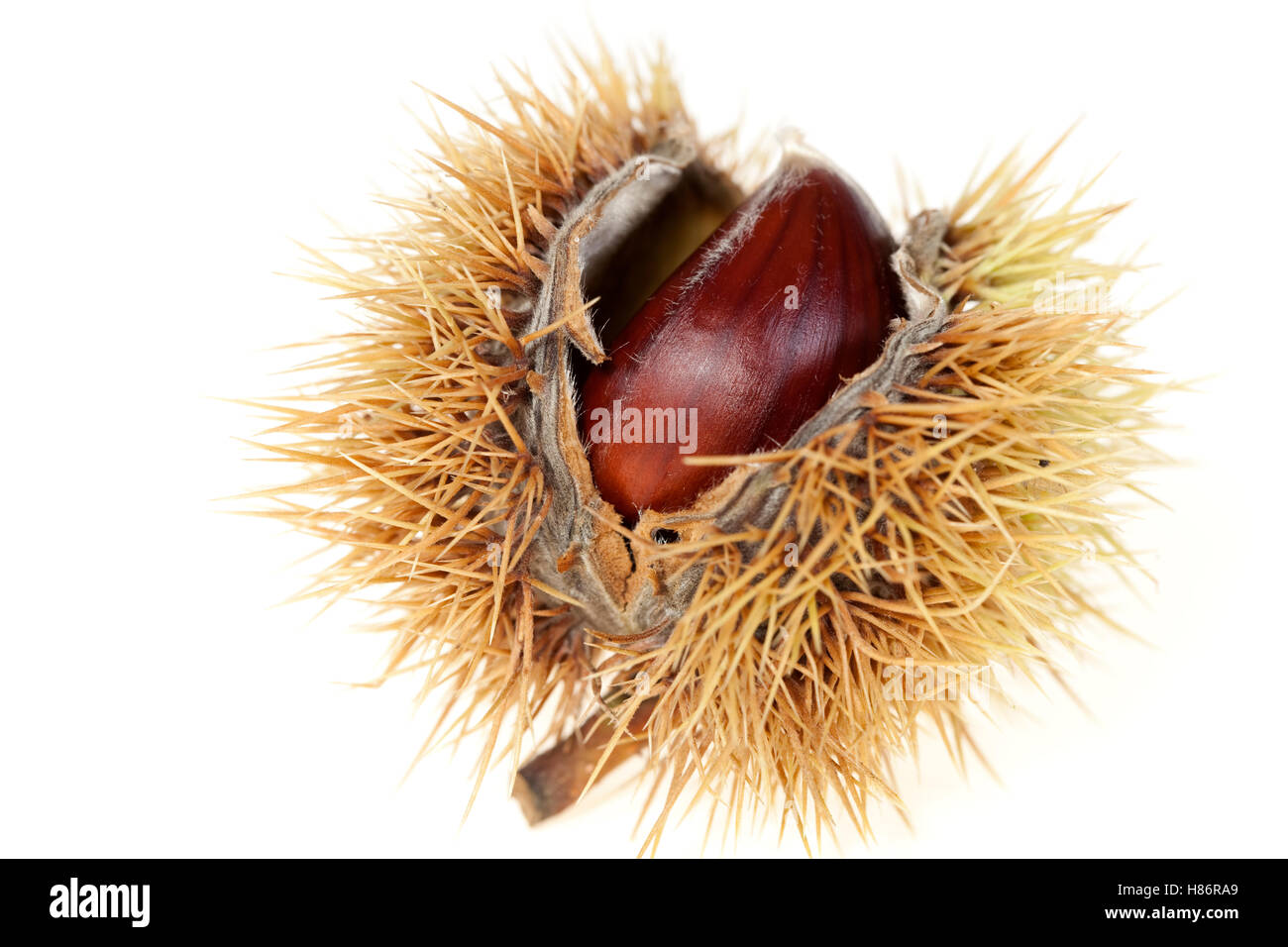 sweet chestnuts inside opening on white background Stock Photo - Alamy
