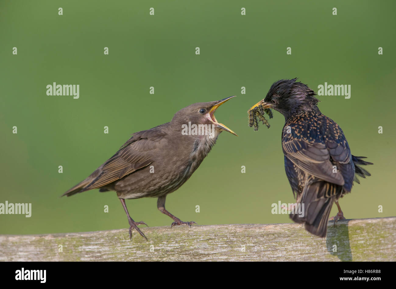 Common Starling (Sturnus vulgaris) parent feeding caterpillar to ...