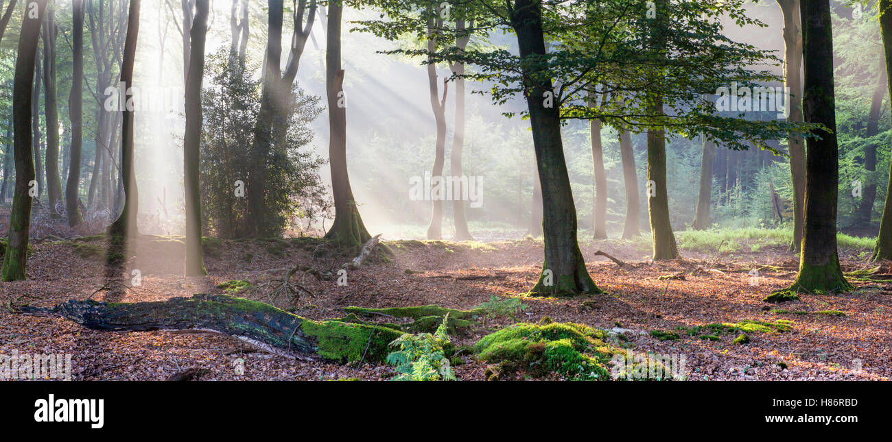 Beech (Fagus sp) forest, Netherlands Stock Photo - Alamy
