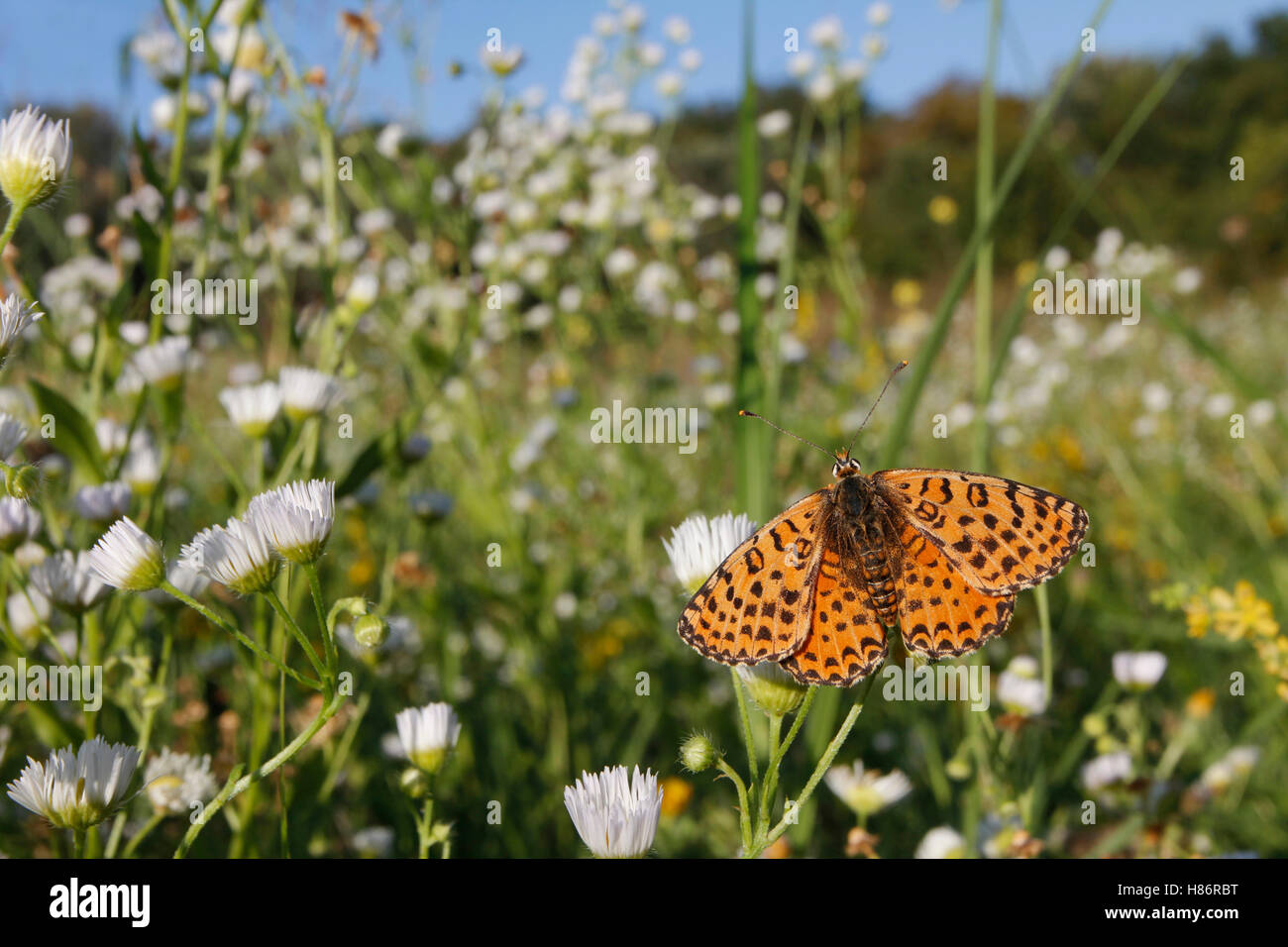 Lesser Spotted Fritillary (Melitaea trivia) butterfly in field, Croatia ...