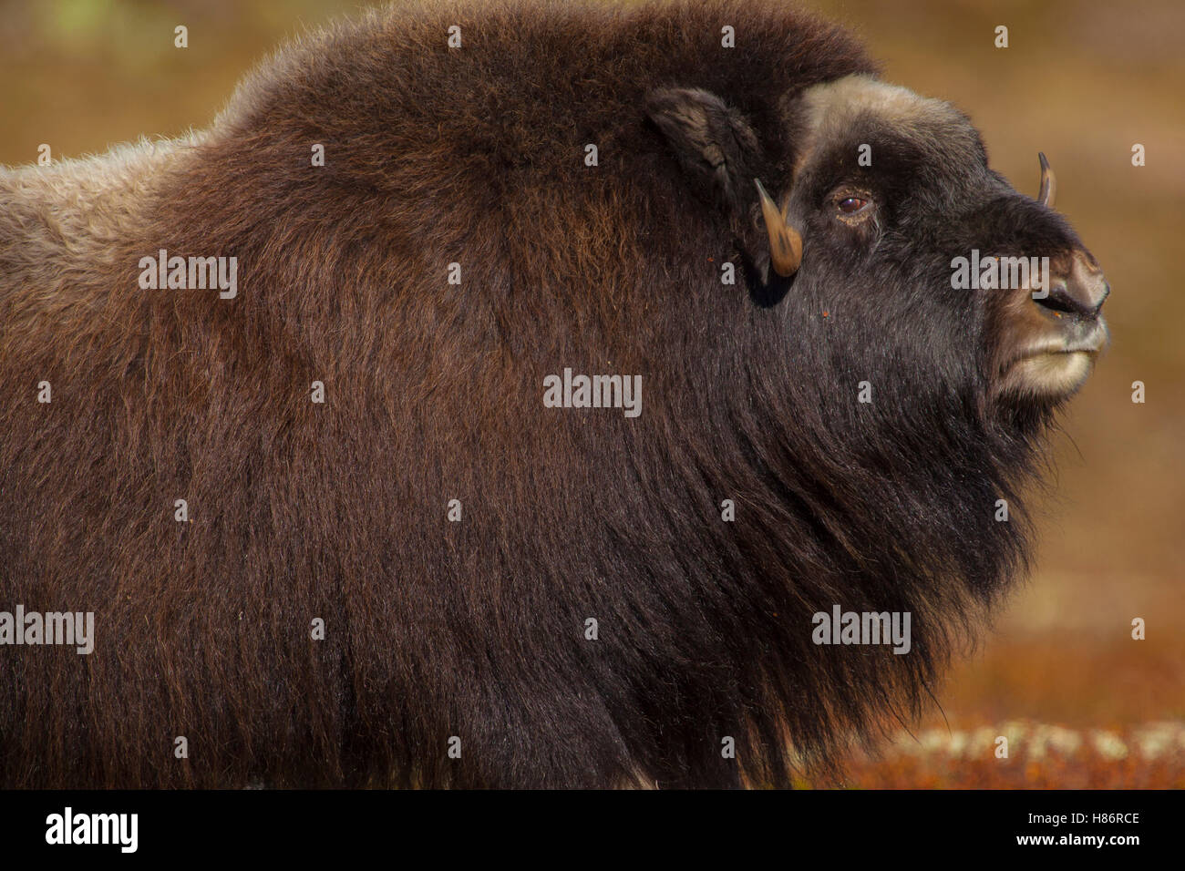Muskox (Ovibos moschatus), Dovrefjell, Norway Stock Photo - Alamy