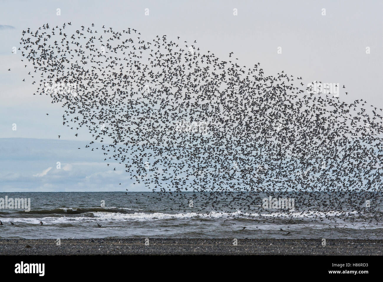Western Sandpiper (Calidris mauri) flock flying, Alaska Stock Photo - Alamy