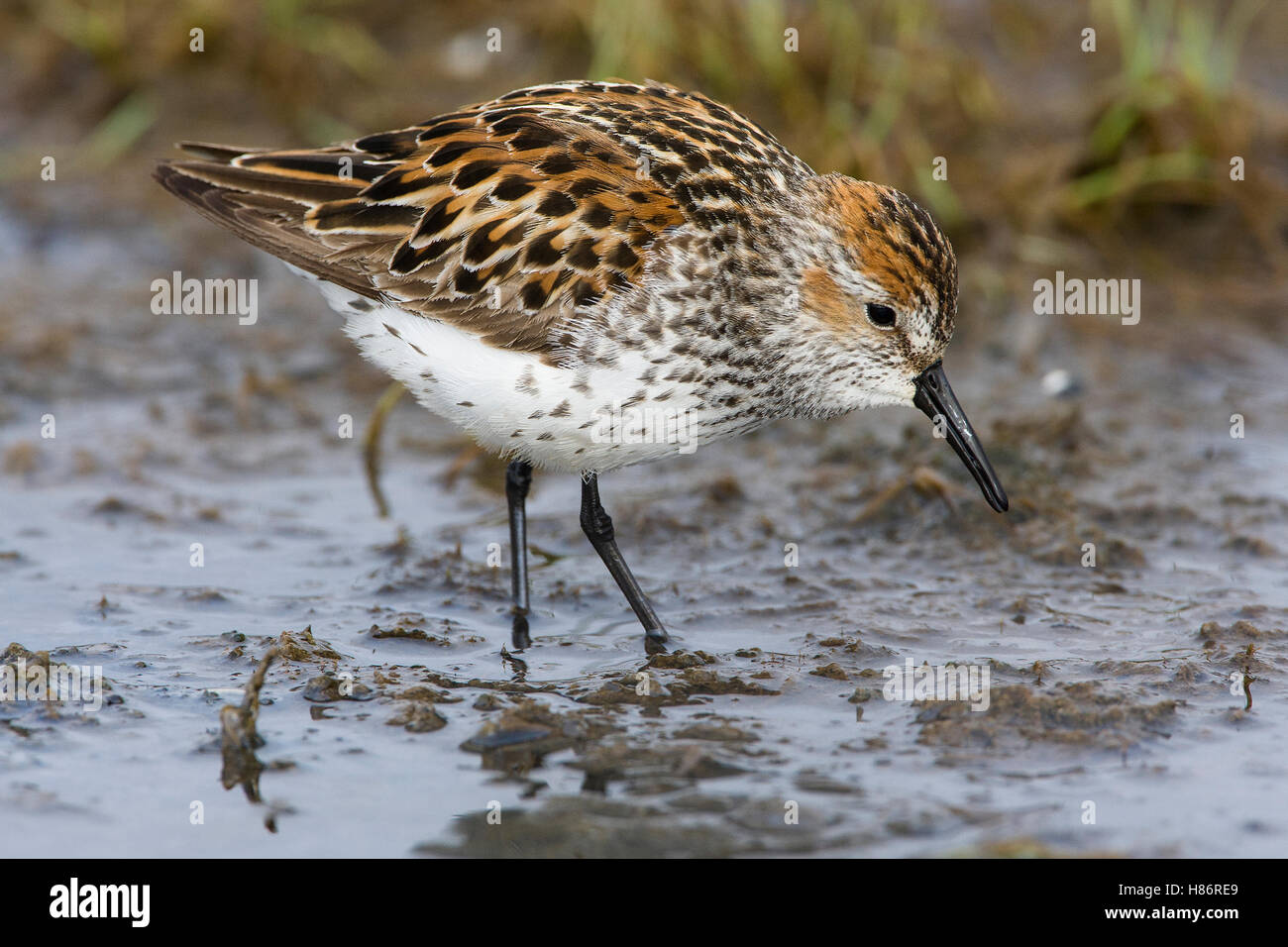 Western Sandpiper (Calidris mauri) foraging, Yukon Delta National ...