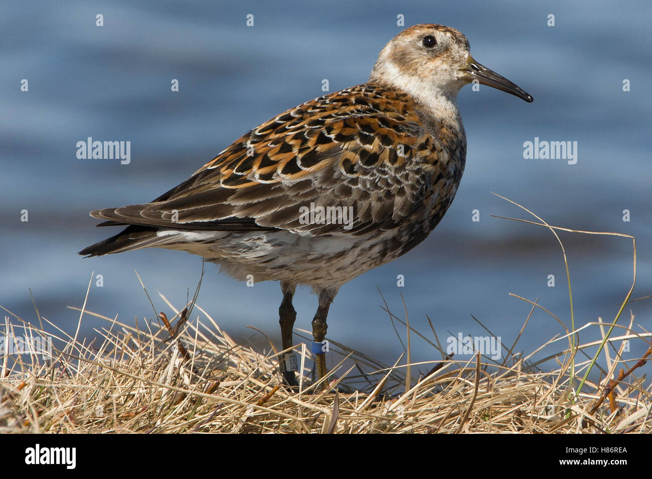 Rock Sandpiper (Calidris ptilocnemis), Yukon Delta National Wildlife ...