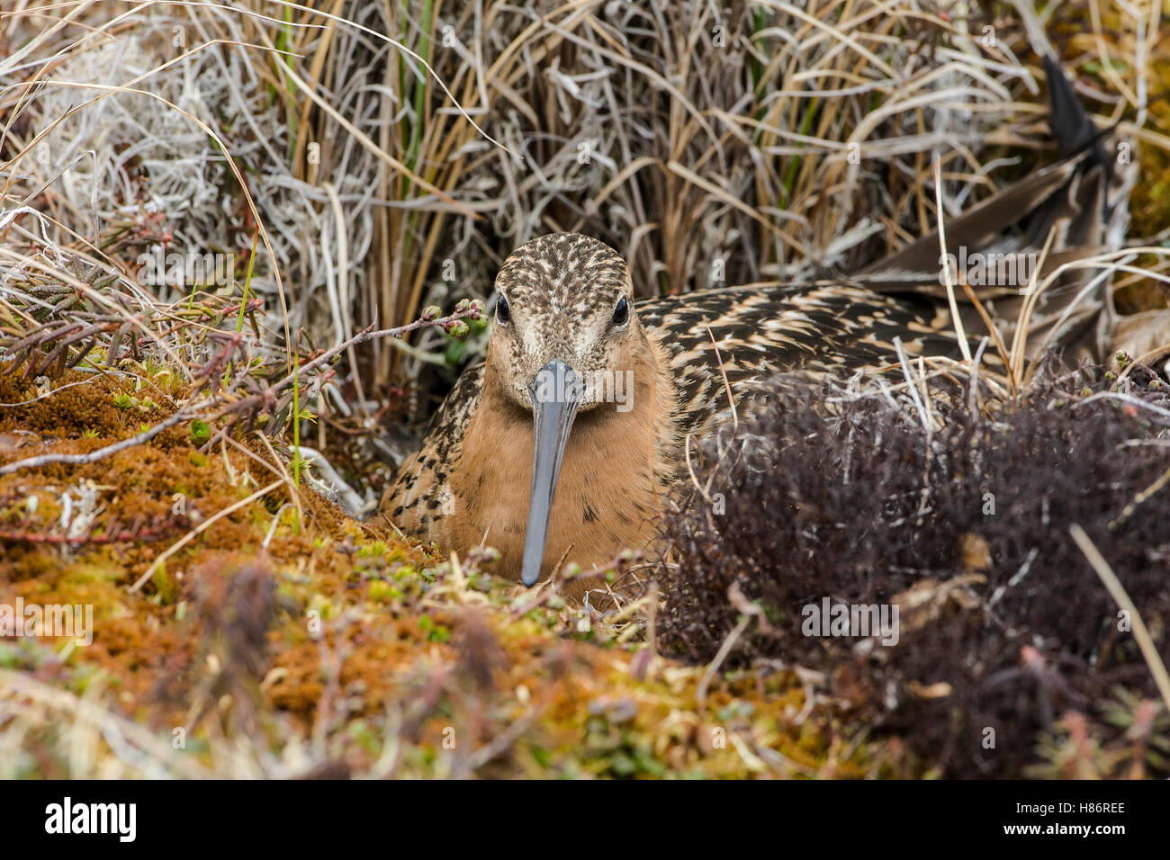 Bar-tailed Godwit (Limosa lapponica) male on nest incubating eggs ...