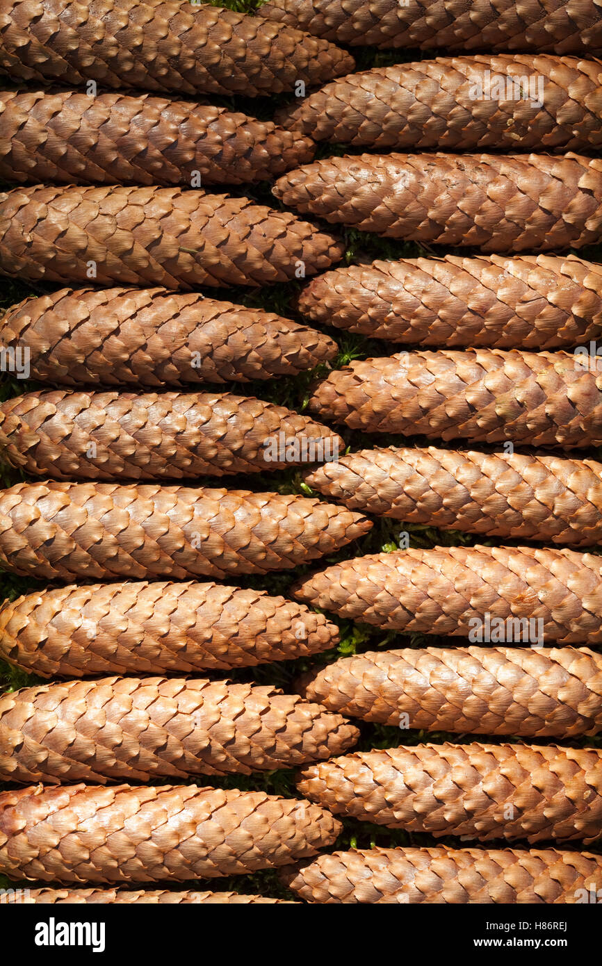 arranged brown cone as background nature Stock Photo - Alamy